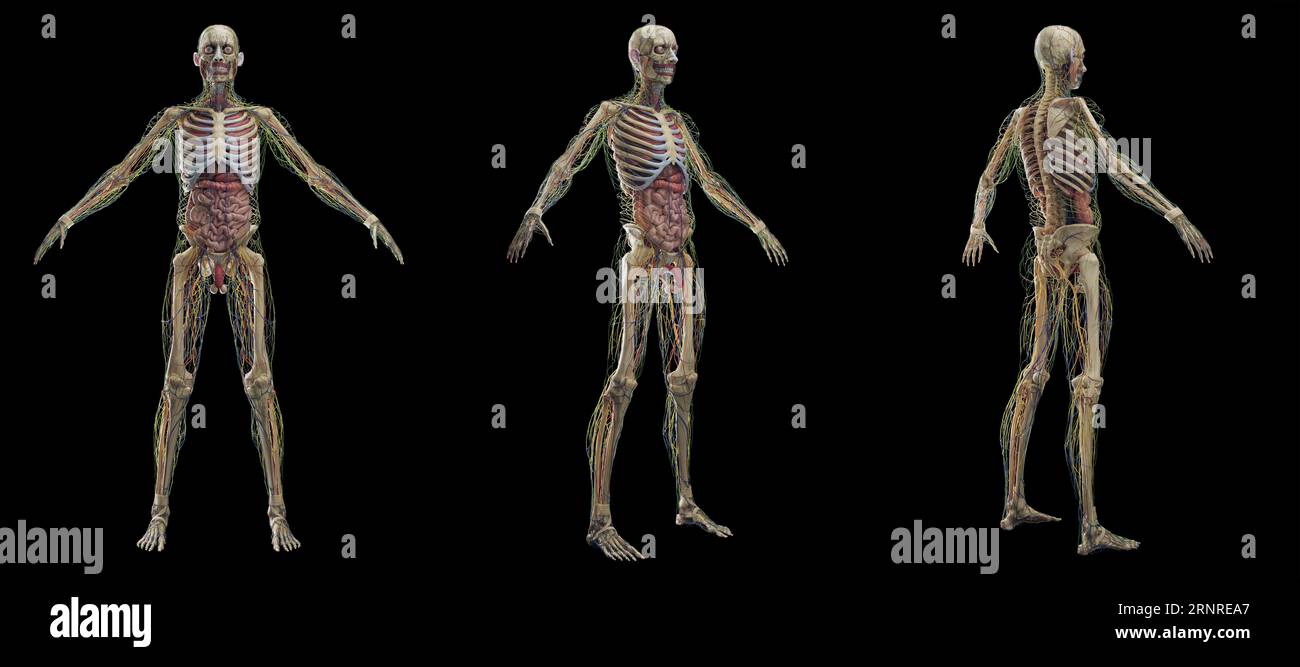 Male internal organs, illustration Stock Photo - Alamy