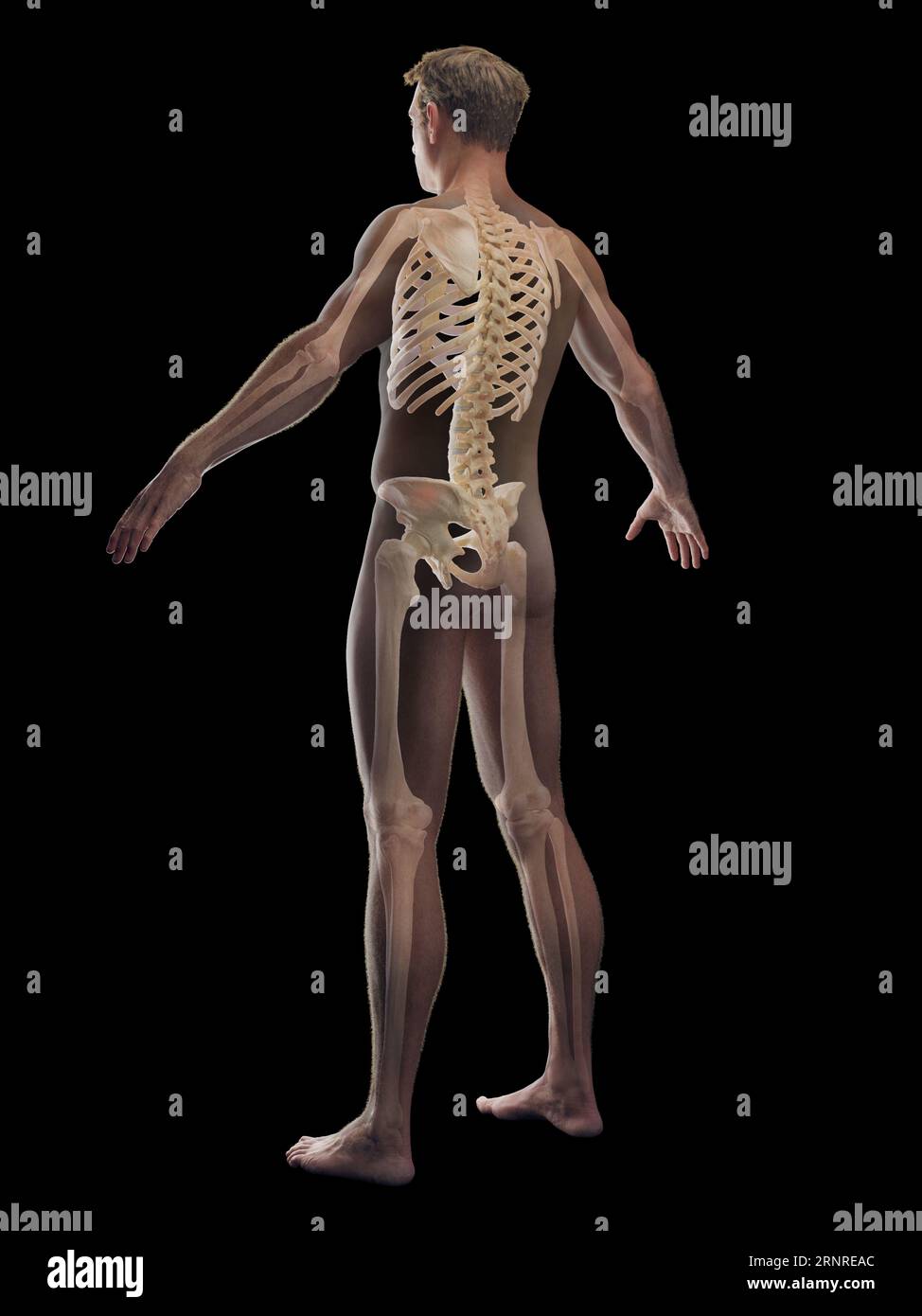Male skeletal system, illustration Stock Photo - Alamy