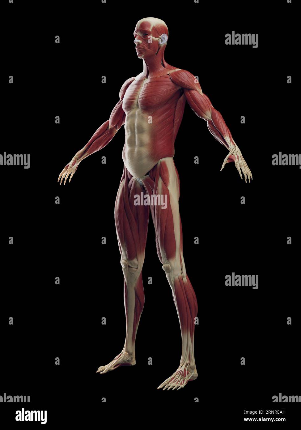 Male muscular system, illustration Stock Photo - Alamy