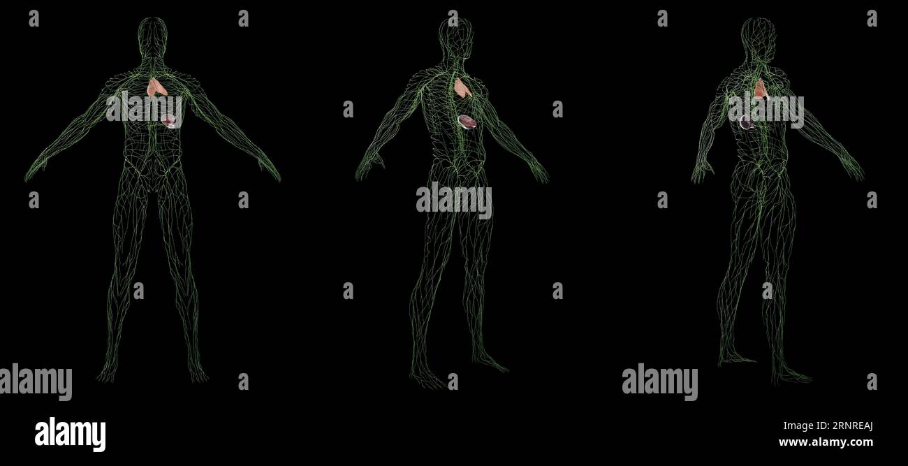 Male immune system, illustration Stock Photo - Alamy Male immune system, illustration Stock Photo - Alamy