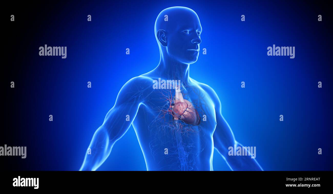 Male heart, illustration Stock Photo - Alamy