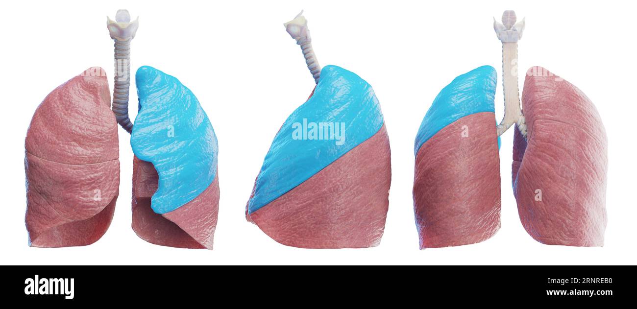 Left lung, illustration Stock Photo - Alamy