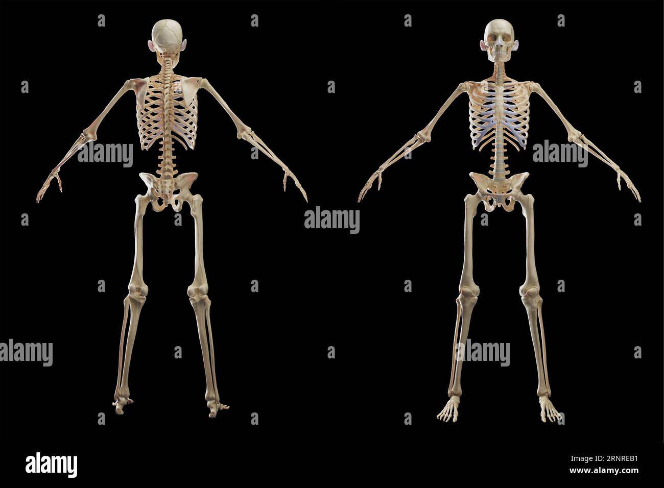 Male skeletal system, illustration Stock Photo - Alamy