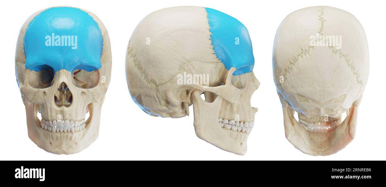 Cranial frontal bone hi-res stock photography and images - Alamy