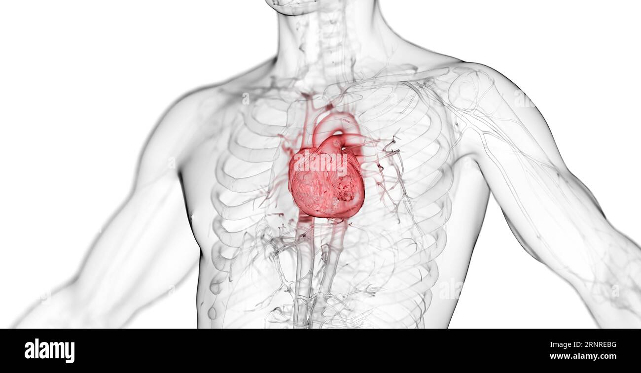 Male heart, illustration Stock Photo - Alamy