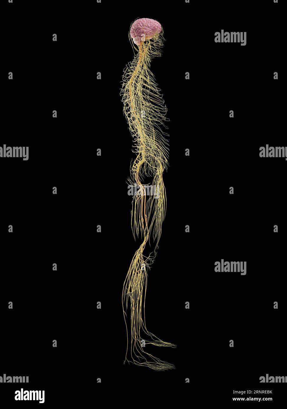 Male nervous system, illustration Stock Photo - Alamy