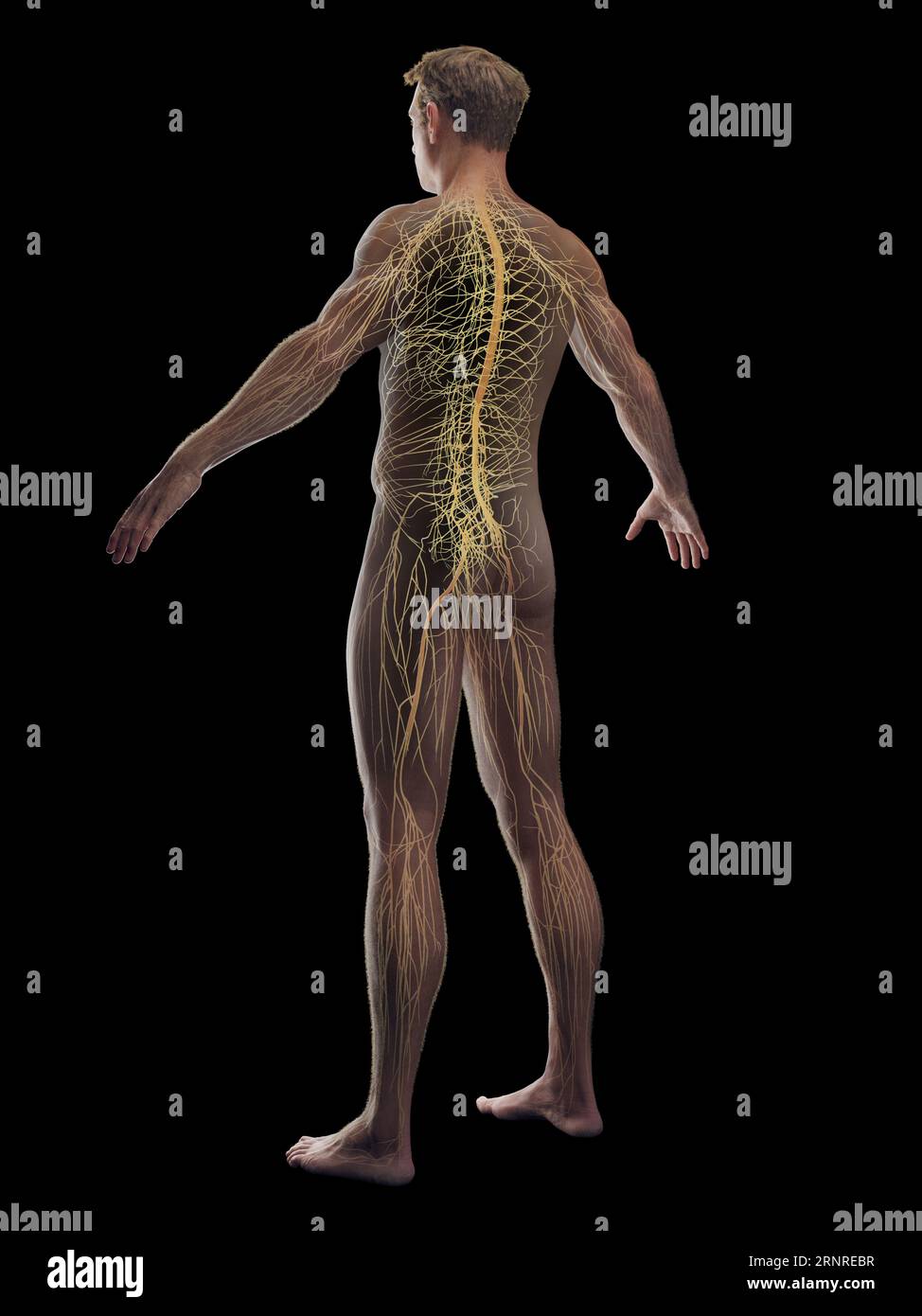 Male nervous system, illustration Stock Photo - Alamy