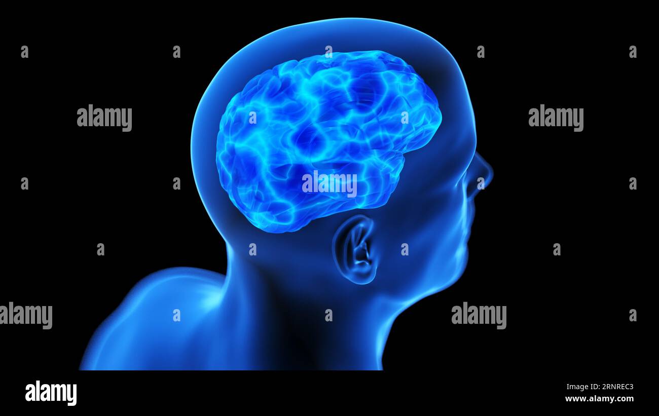 Active human brain, illustration Stock Photo - Alamy