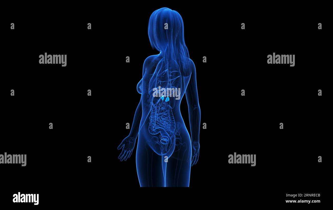 Adrenal glands, illustration Stock Photo - Alamy