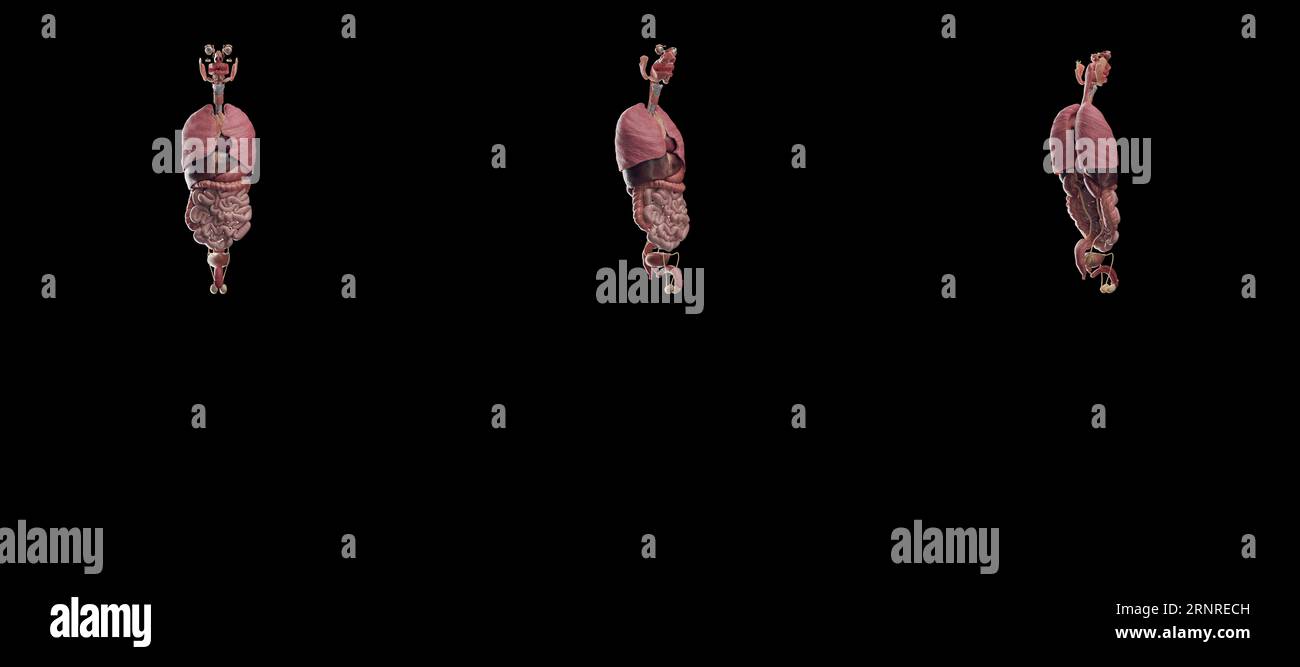 Male internal organs, illustration Stock Photo - Alamy