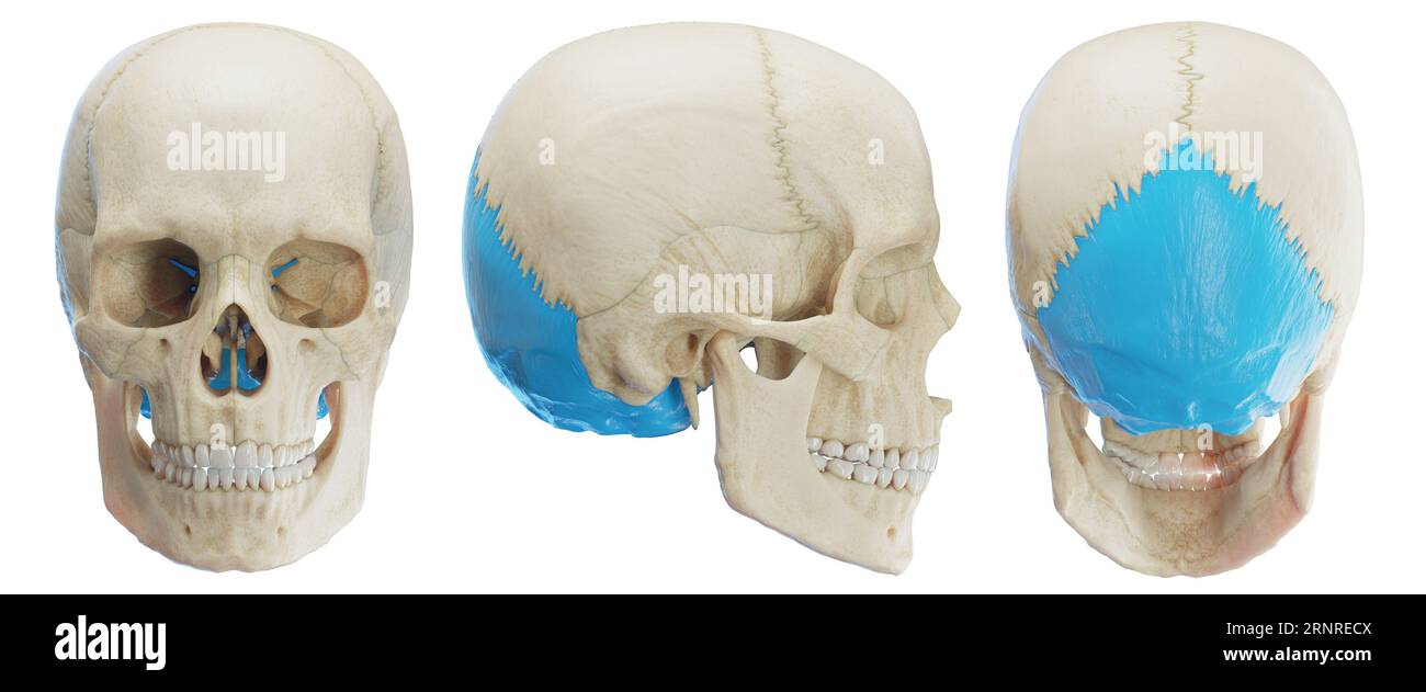 Occipital bone, illustration Stock Photo - Alamy