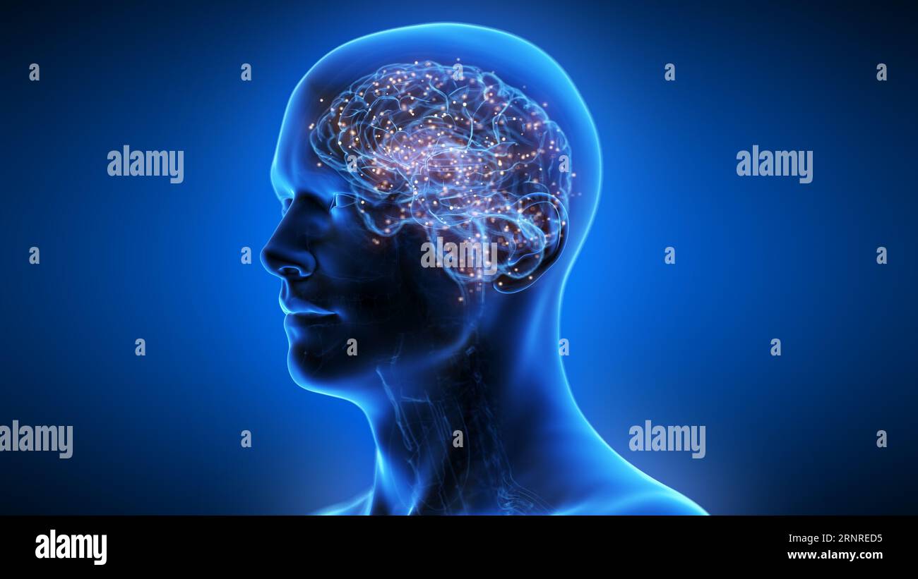Active human brain, illustration Stock Photo - Alamy