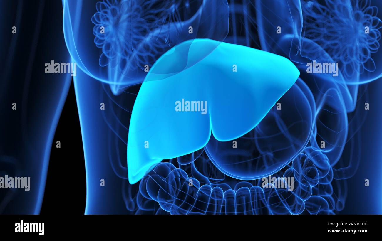 Human liver, illustration Stock Photo - Alamy