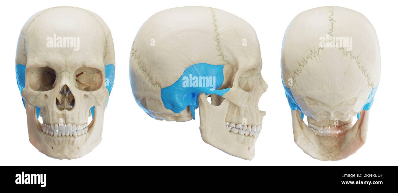 Zygomatic Bone Temporal Process