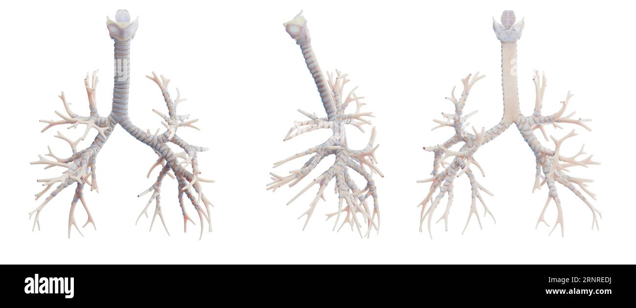 Healthy bronchi artwork hi-res stock photography and images - Alamy