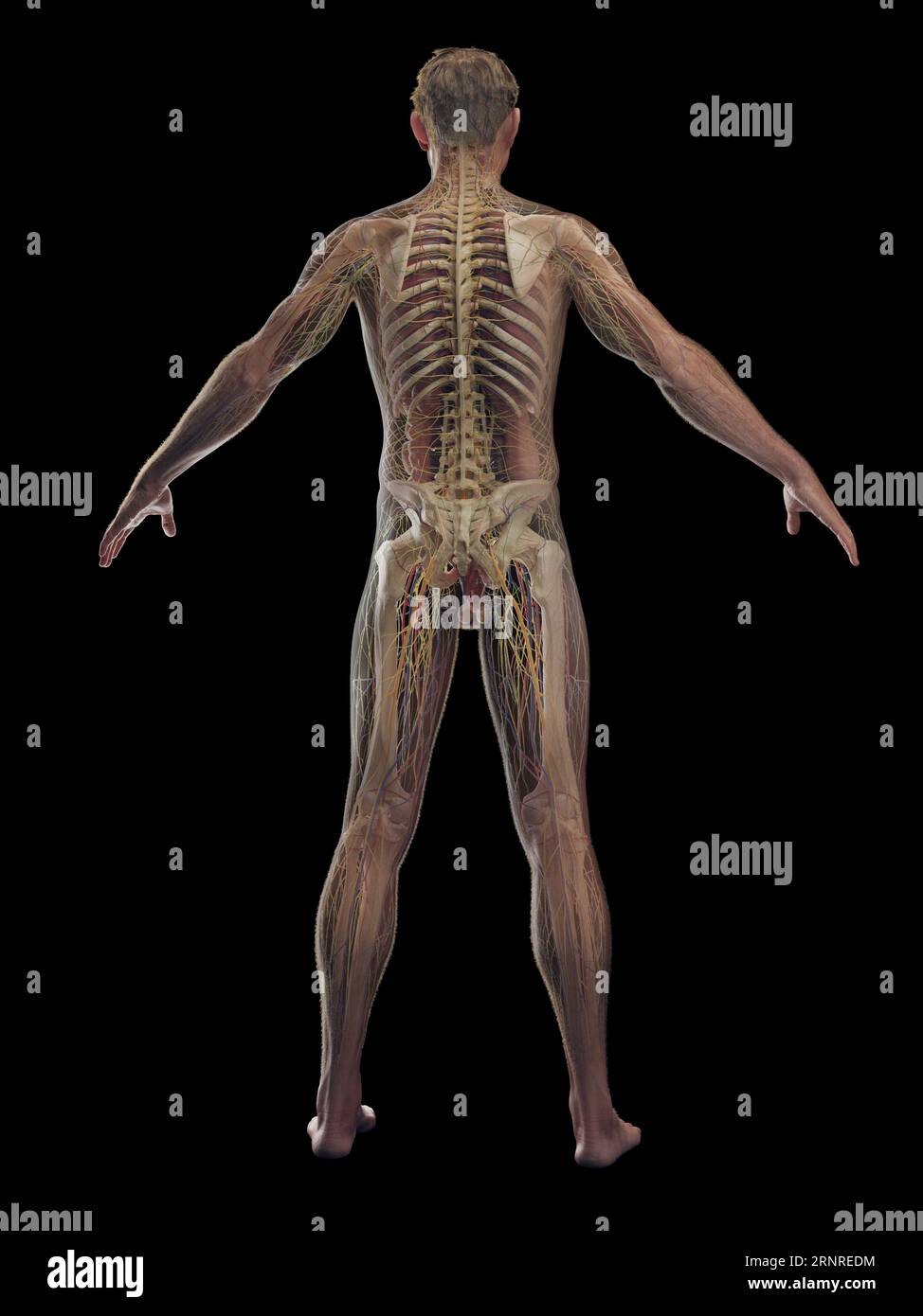 Male internal organs, illustration Stock Photo - Alamy