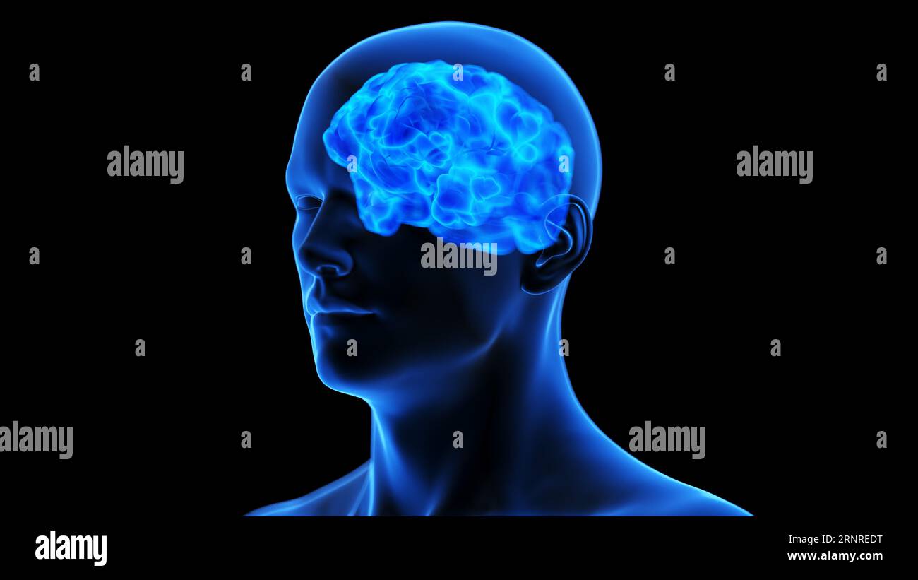 Active human brain, illustration Stock Photo - Alamy
