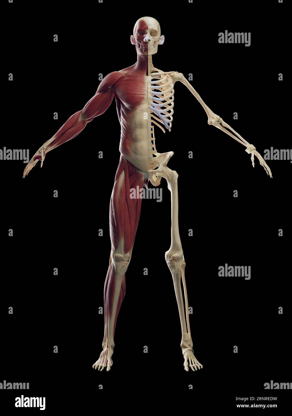 Male muscular and skeletal systems, illustration Stock Photo - Alamy