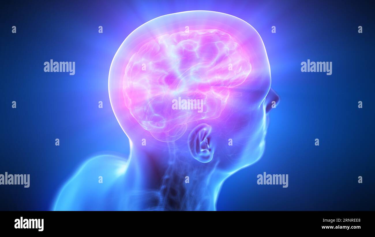 Active human brain, illustration Stock Photo - Alamy