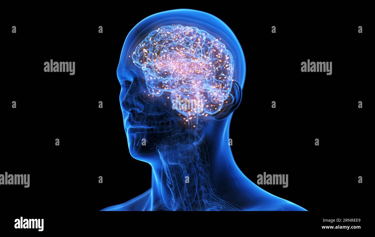 Active human brain, illustration Stock Photo - Alamy