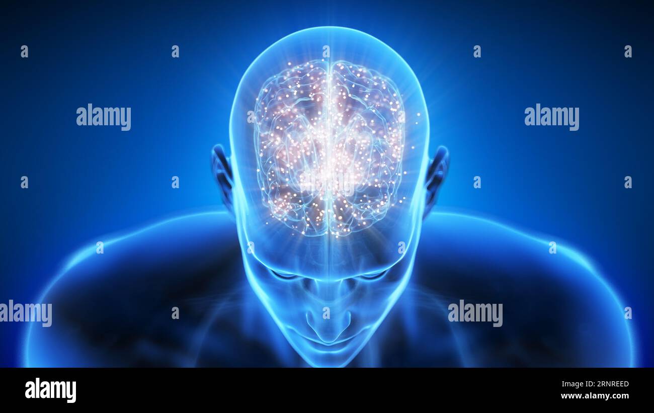 Active human brain, illustration Stock Photo - Alamy