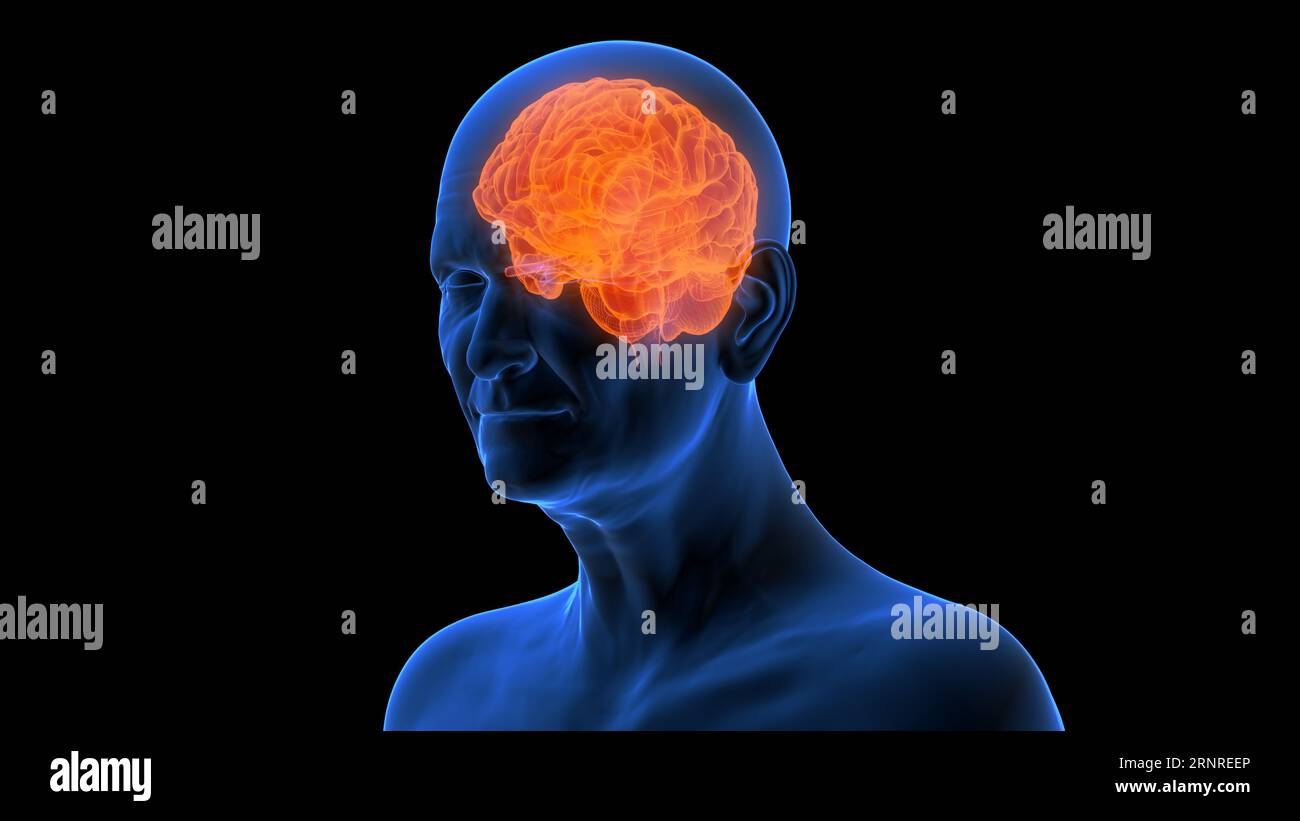 Elderly man's brain, illustration Stock Photo - Alamy