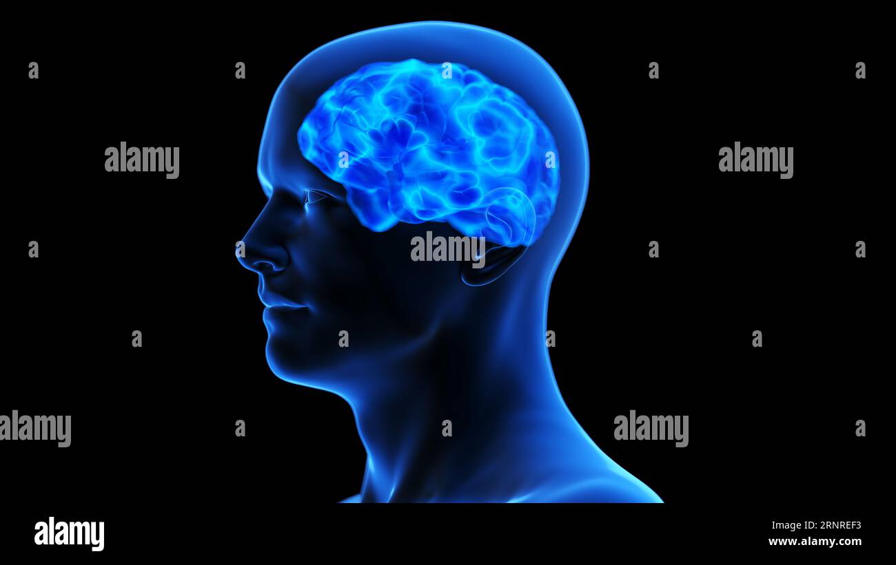 Active human brain, illustration Stock Photo - Alamy