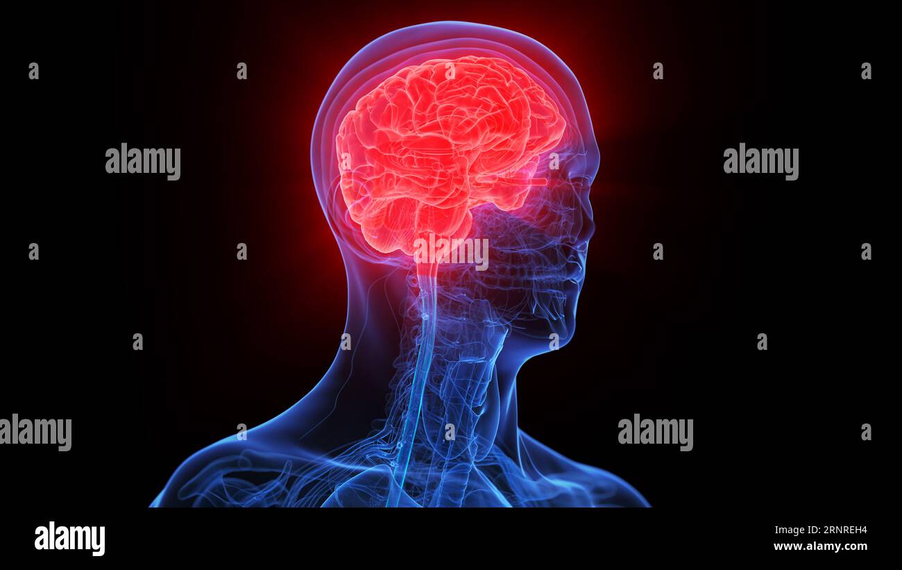 Active human brain, illustration Stock Photo - Alamy