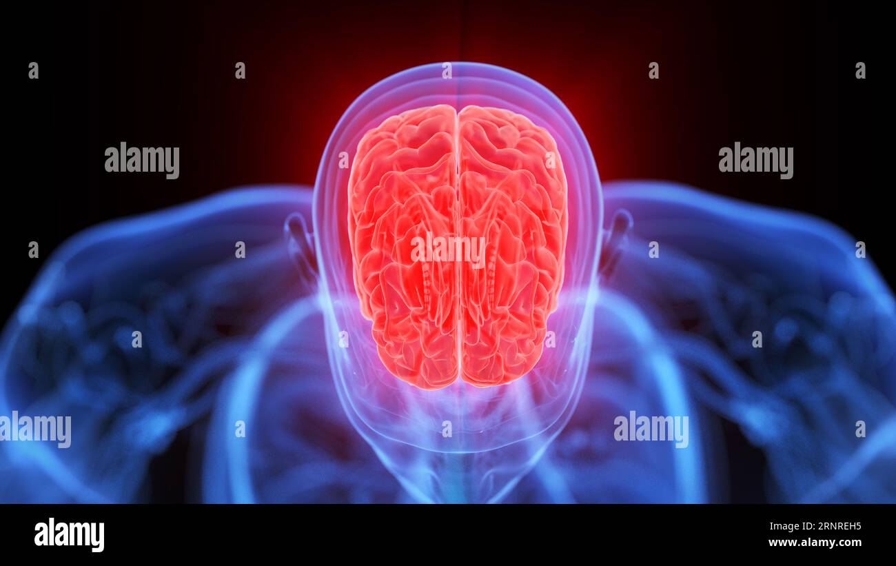 Active human brain, illustration Stock Photo - Alamy