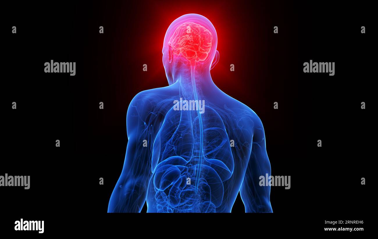 Active human brain, illustration Stock Photo - Alamy