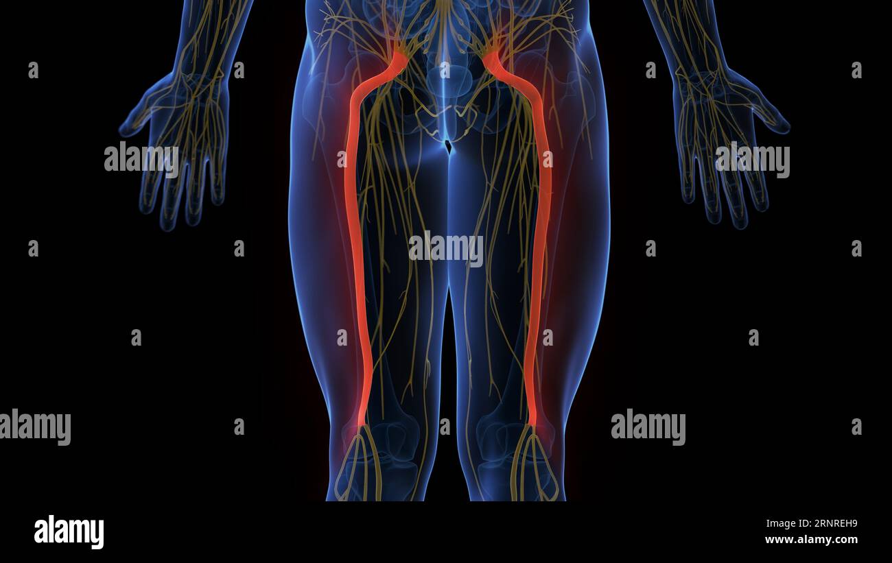 Sciatic nerve, illustration Stock Photo - Alamy