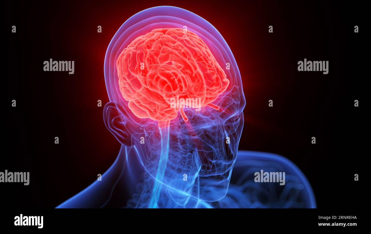 Active human brain, illustration Stock Photo - Alamy