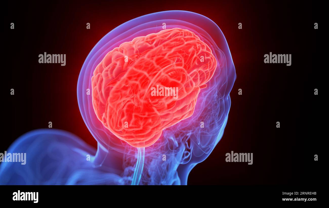 Neurons neural system active nerve hi-res stock photography and images ...