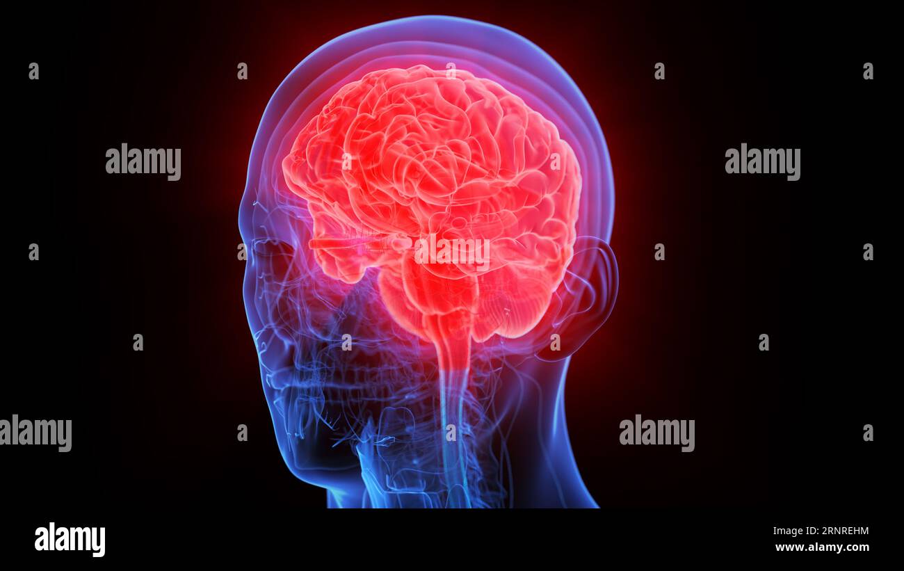 Active human brain, illustration Stock Photo - Alamy