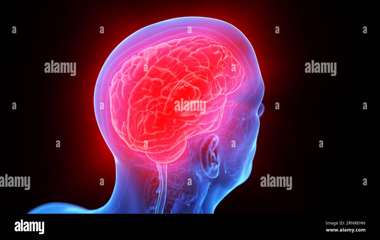 Active human brain, illustration Stock Photo - Alamy