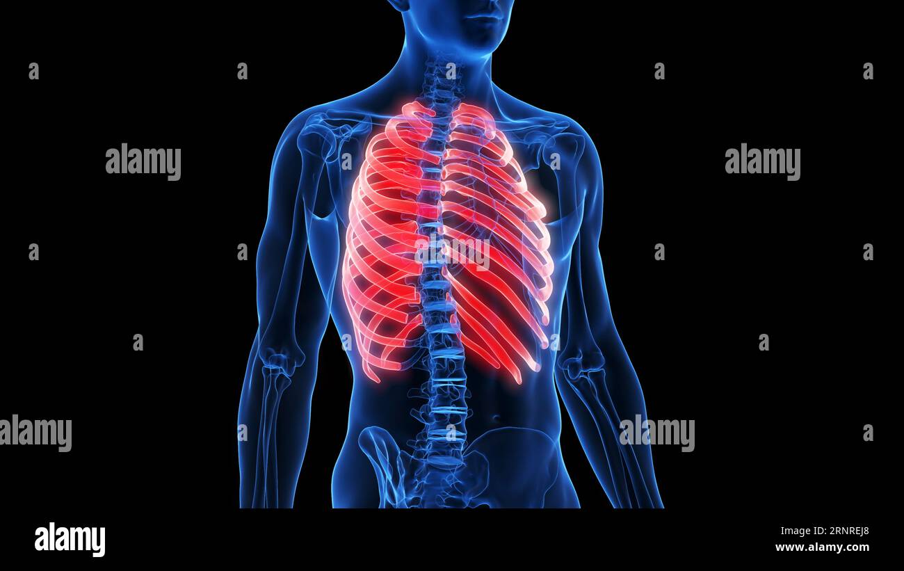 Three ribs hi-res stock photography and images - Alamy