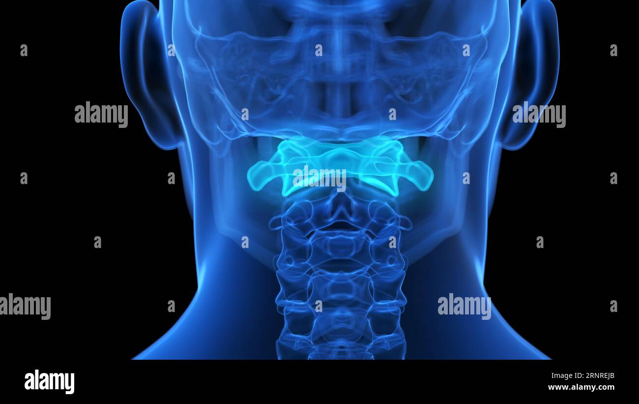 Atlas bone, illustration Stock Photo - Alamy