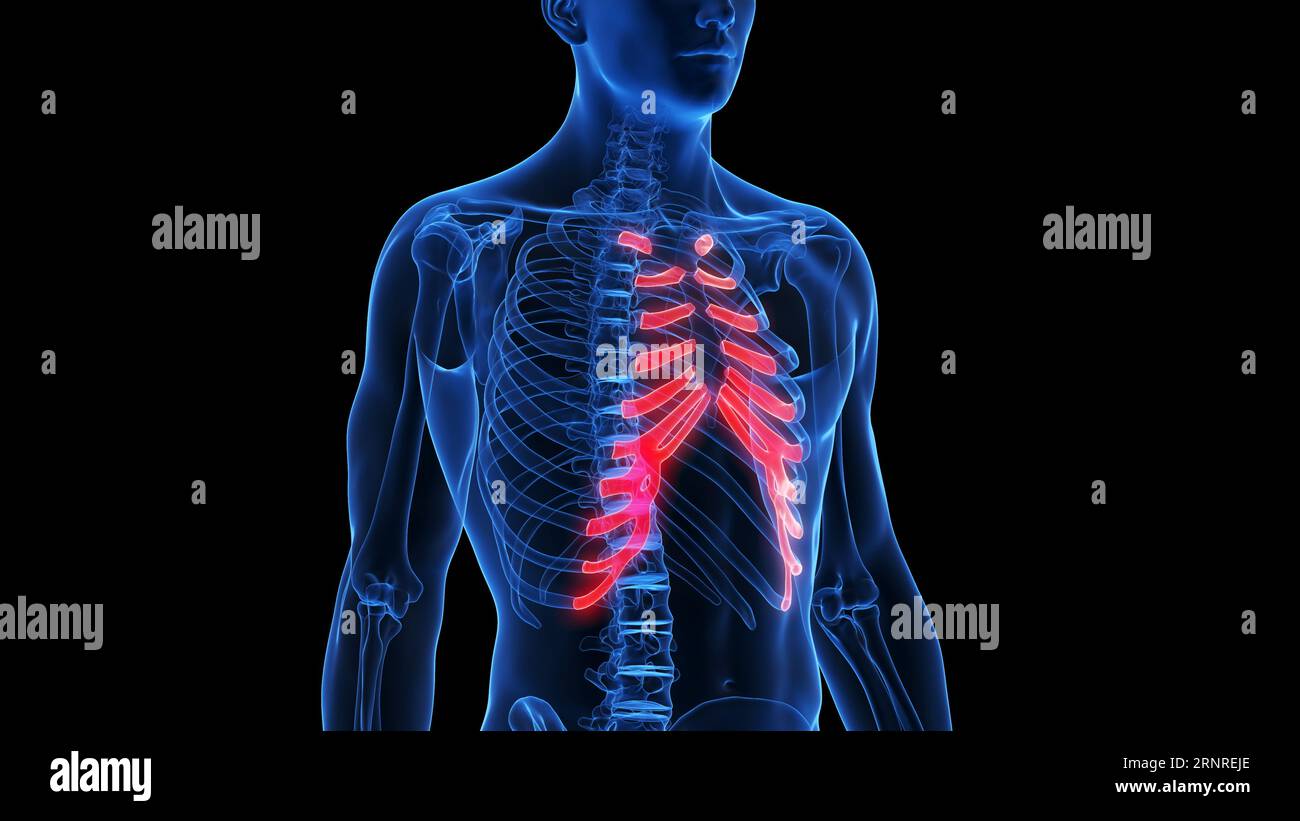 Sternal cartilage, illustration Stock Photo - Alamy