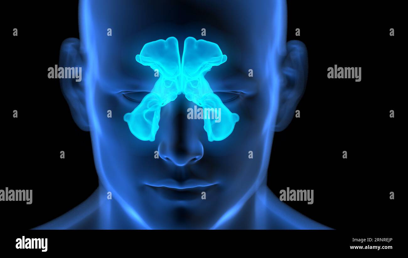 Healthy sinuses hi-res stock photography and images - Alamy