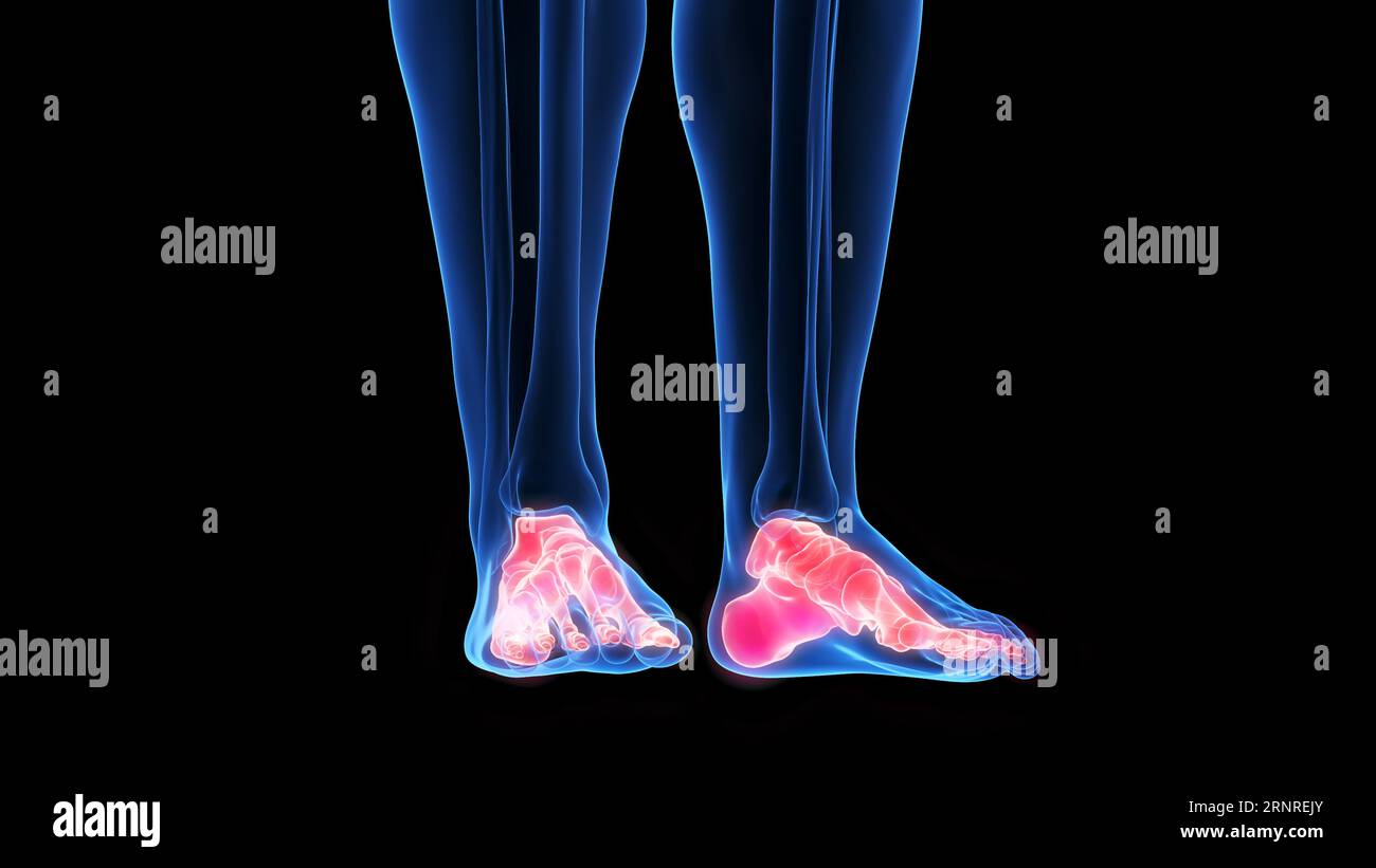 Feet bones, illustration Stock Photo - Alamy