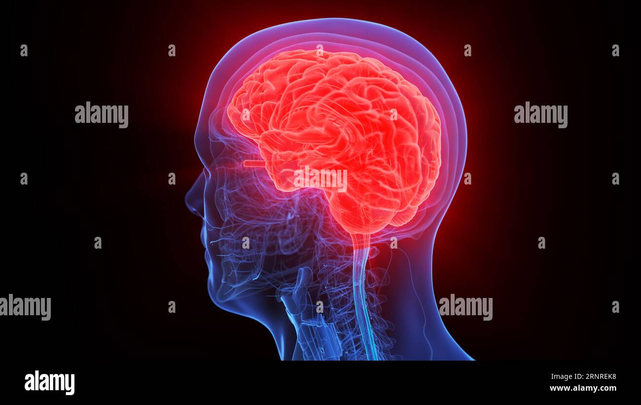 Active human brain, illustration Stock Photo - Alamy