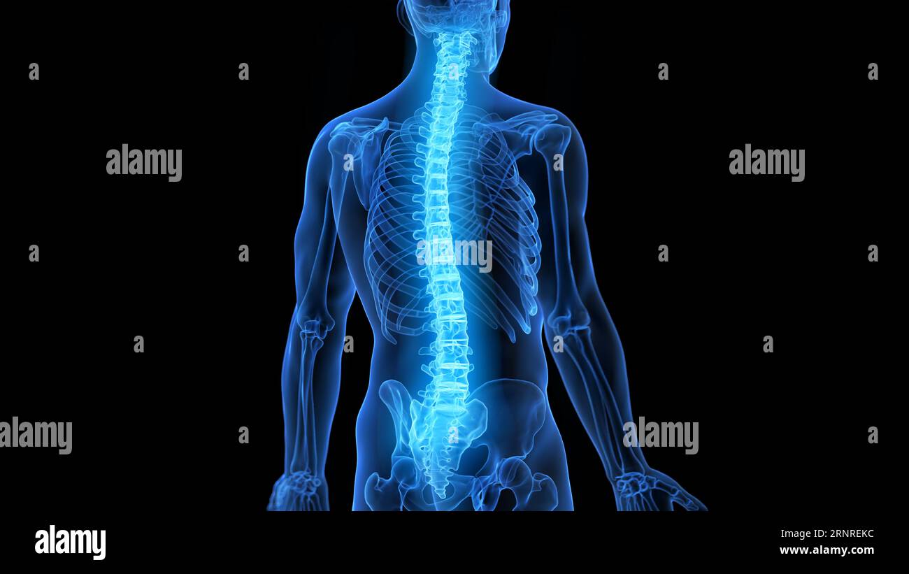 Human spine, illustration Stock Photo - Alamy