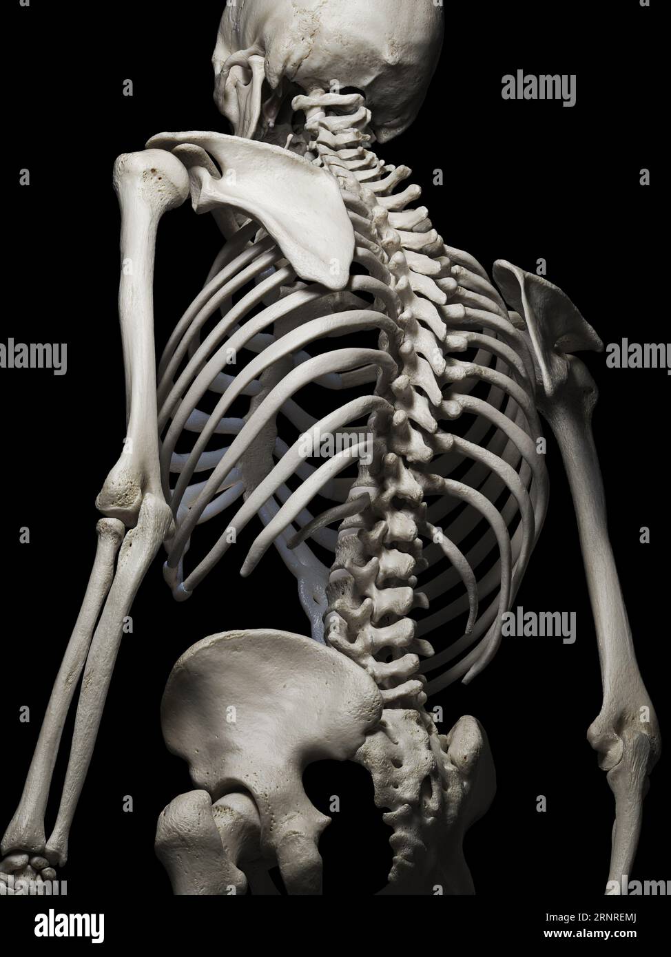 Skeletal back, illustration Stock Photo - Alamy