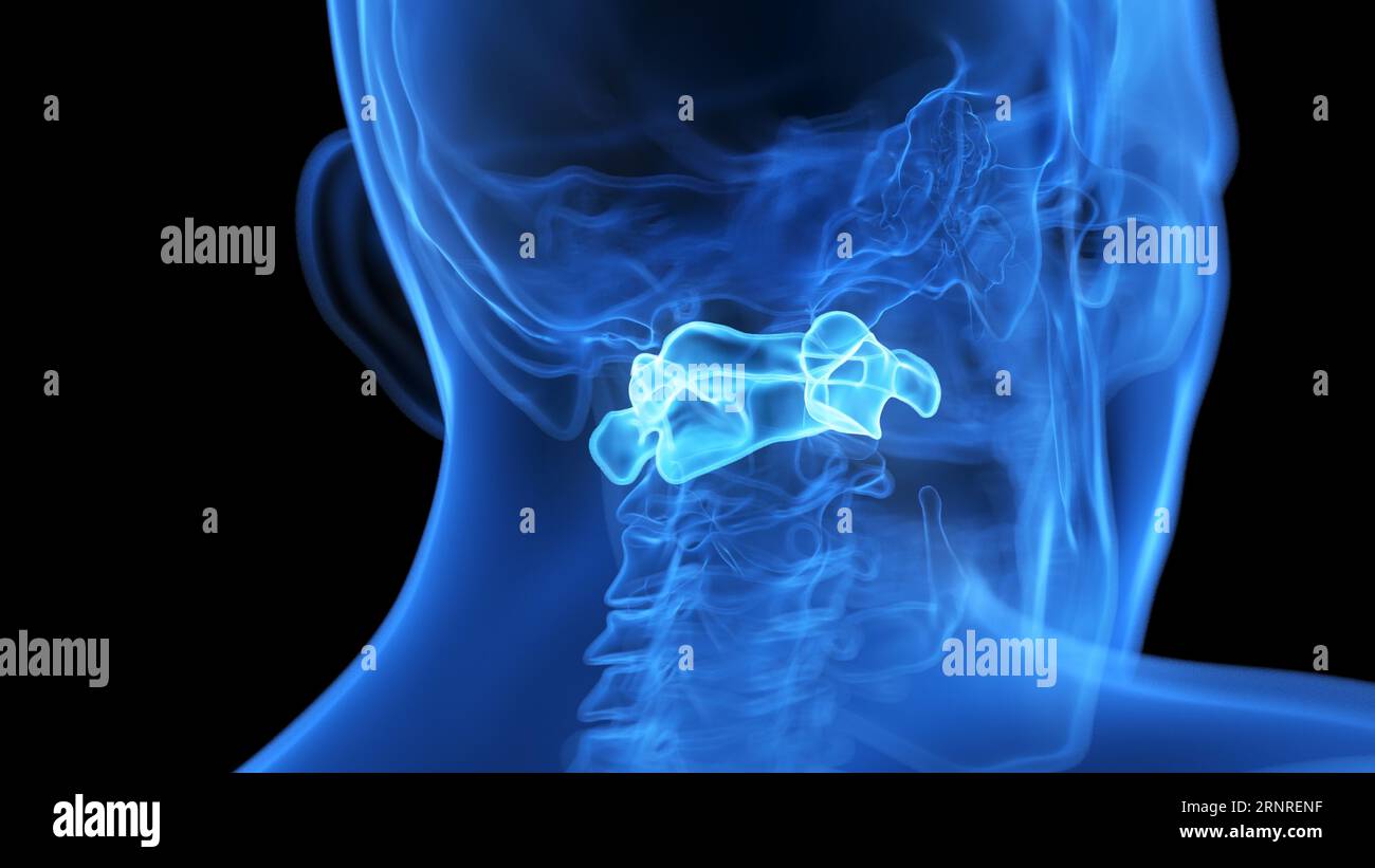 Atlas bone, illustration Stock Photo - Alamy