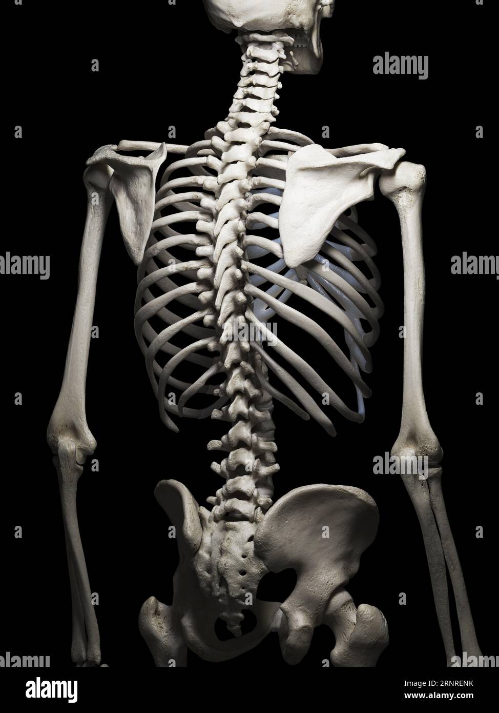 Skeletal back, illustration Stock Photo - Alamy