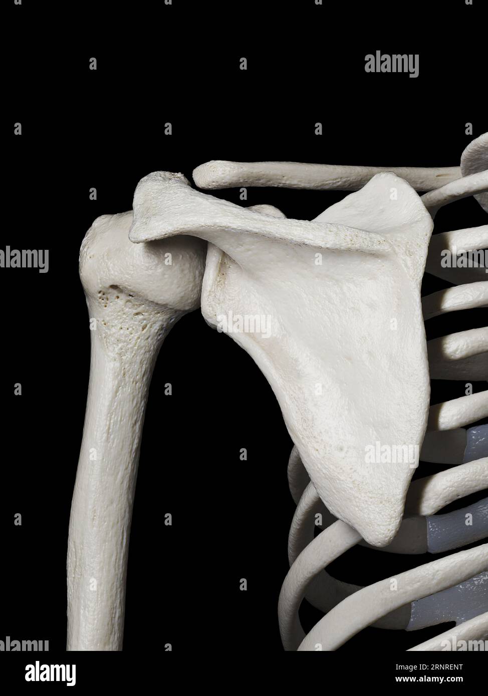 Skeletal shoulder, illustration Stock Photo - Alamy