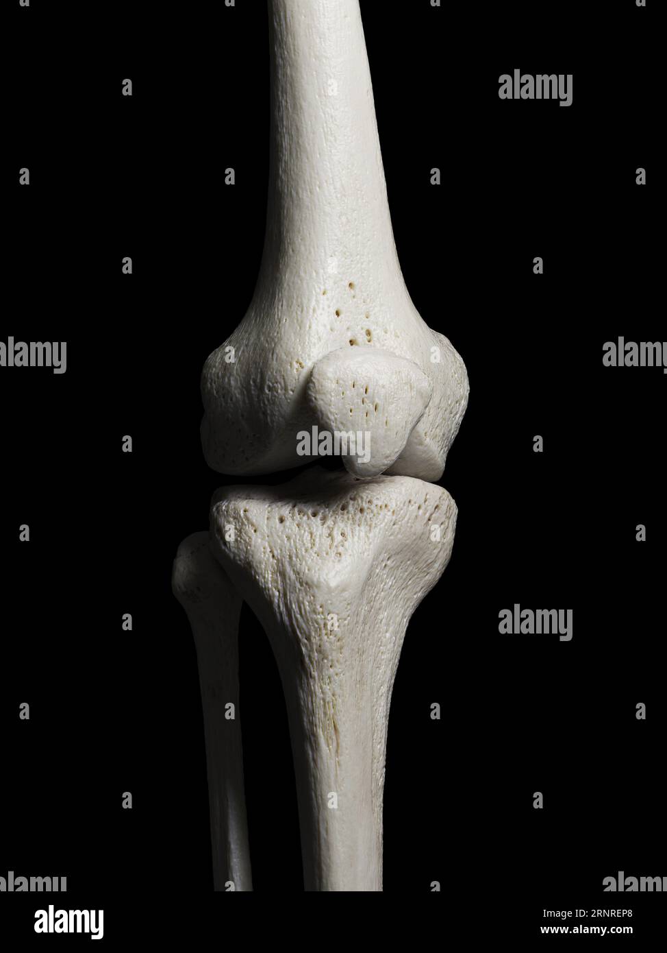 Patella knee joint hi-res stock photography and images - Alamy