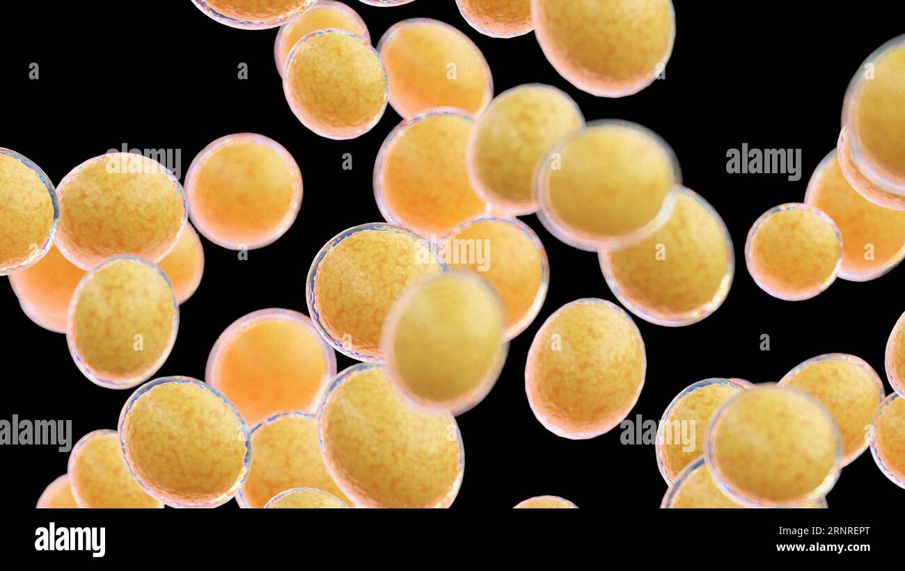 Human fat cells, illustration Stock Photo - Alamy