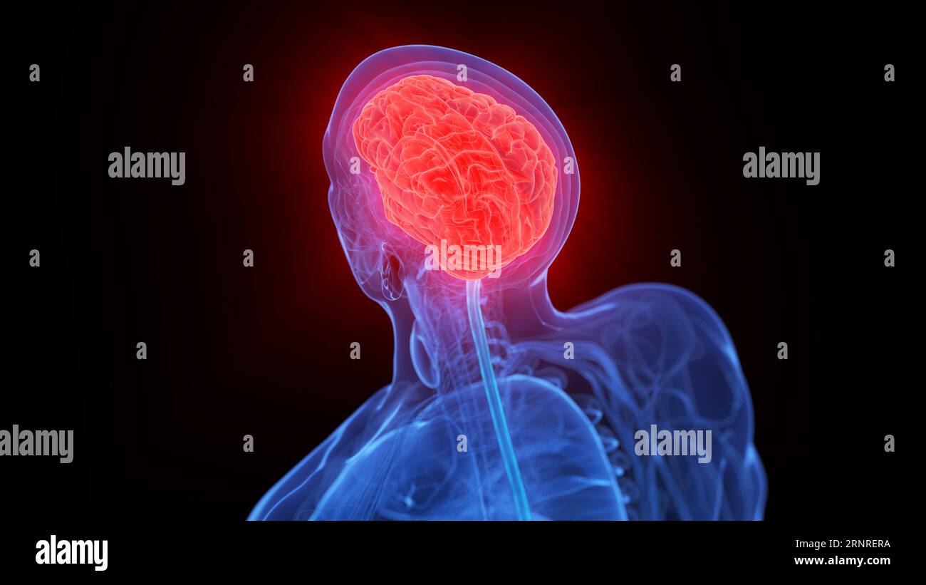Active human brain, illustration Stock Photo - Alamy