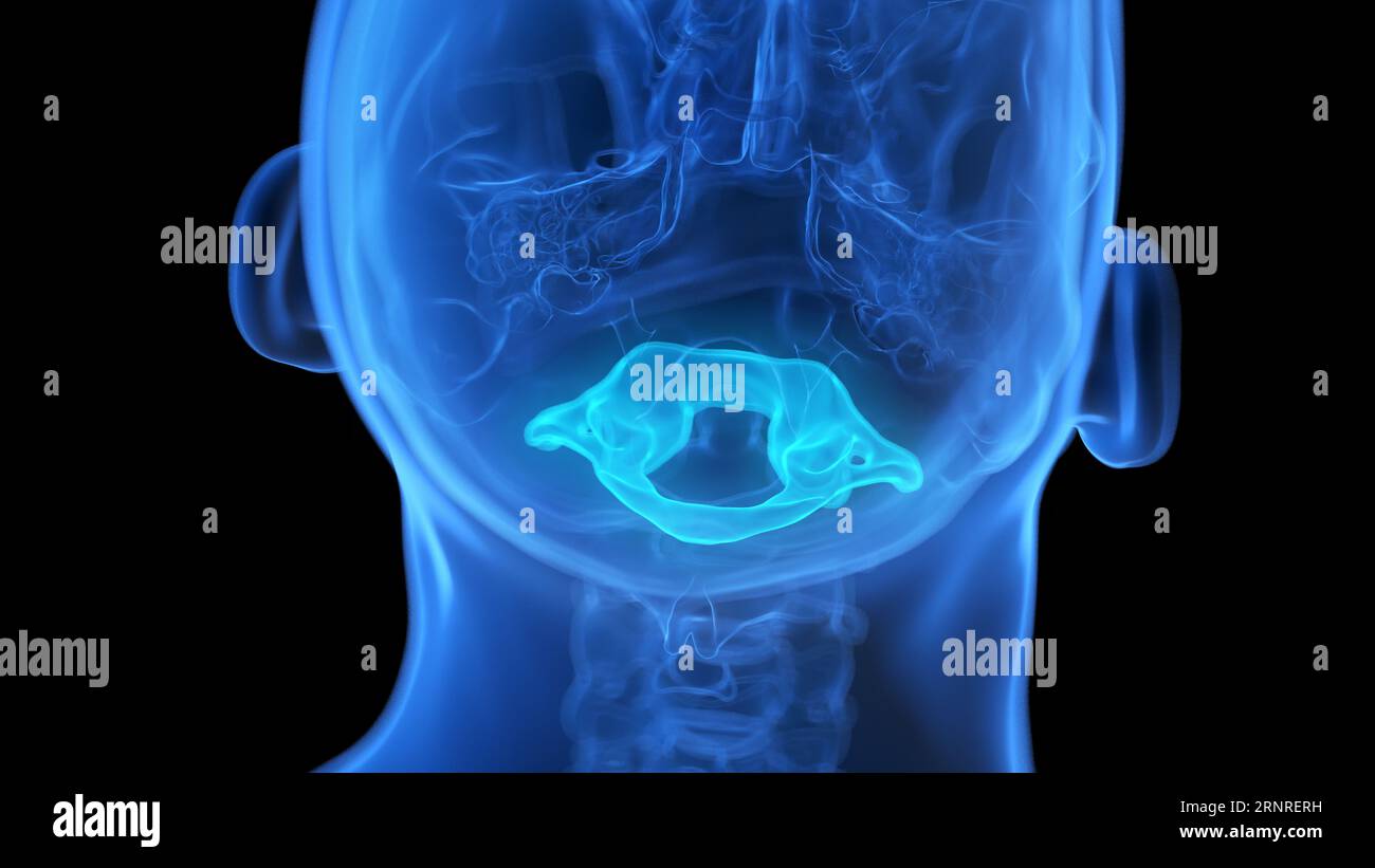 Atlas bone, illustration Stock Photo - Alamy